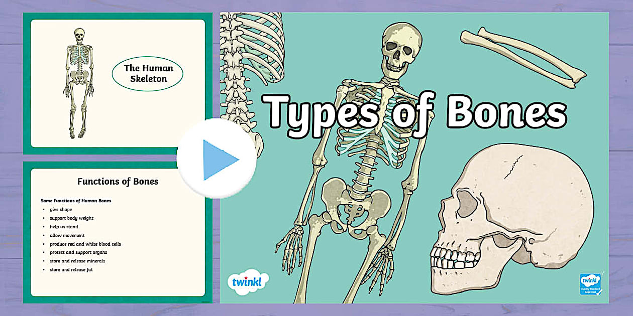 Types of Bones PowerPoint | Twinkl CA | Life Science