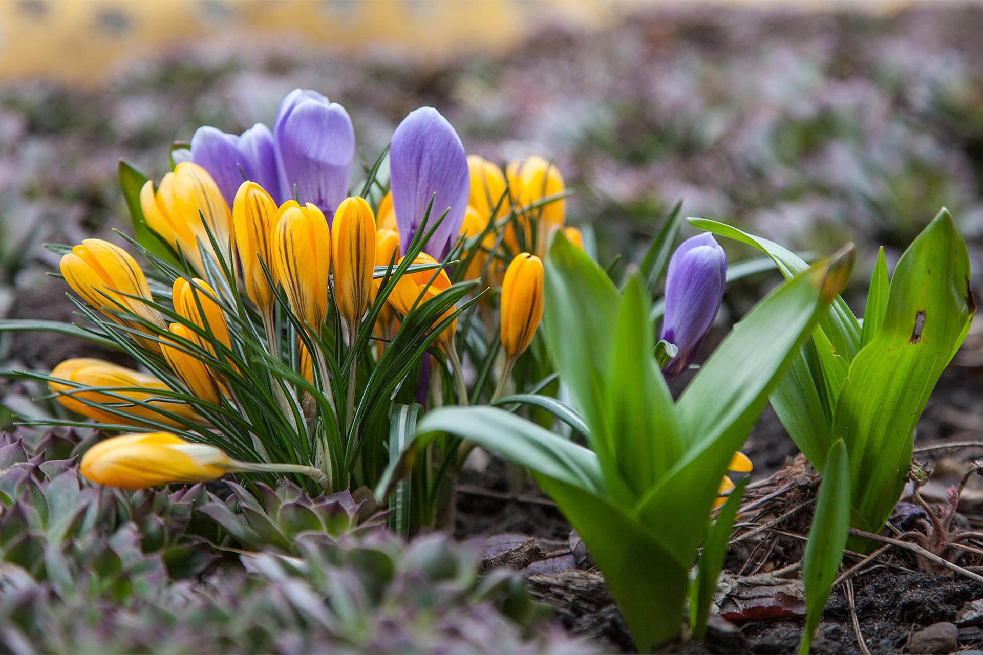 Spring Classroom Starters & Teaching Ideas - Twinkl