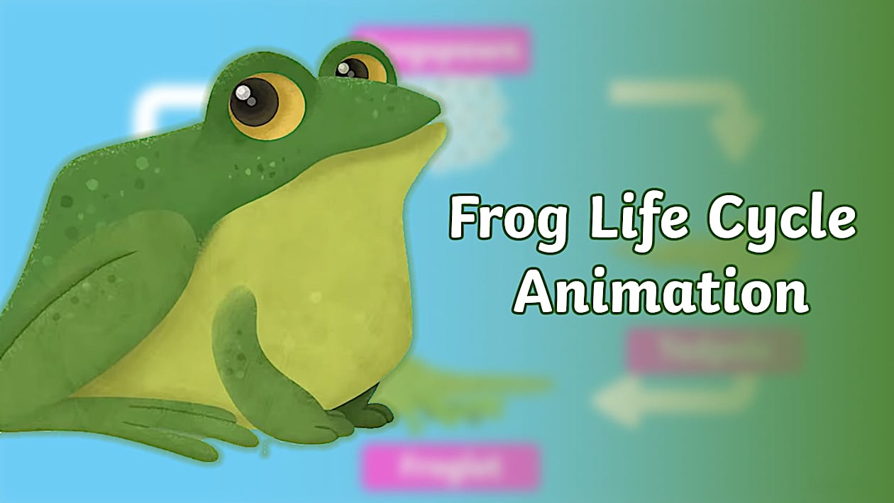 Life Cycle of a Frog Animation | Twinkl Go!