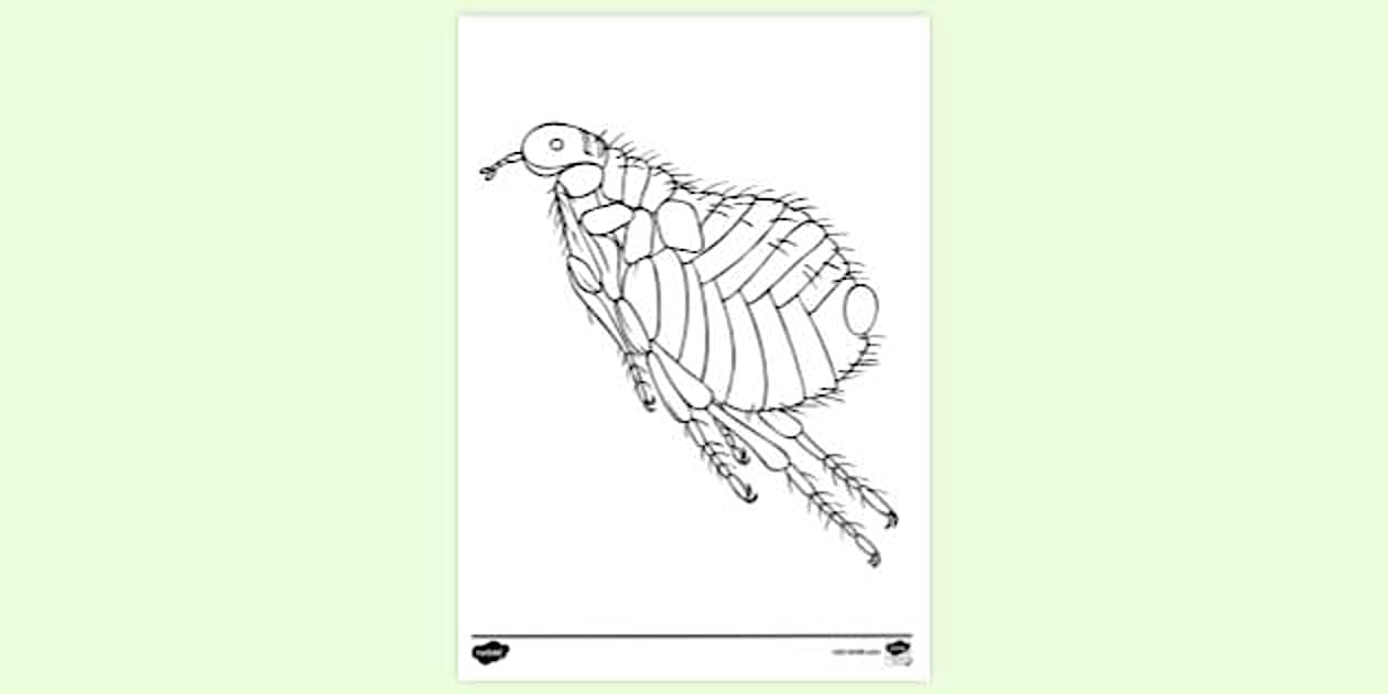 Jumping Flea Colouring | Colouring Sheets - Twinkl