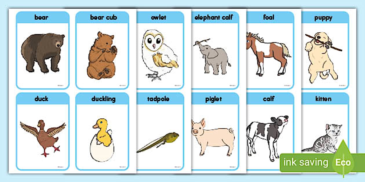 Animals and Their Young Matching Cards (Teacher-Made)