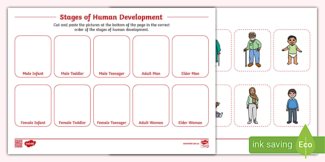 Stages of Human Development Ordering Activity - Twinkl