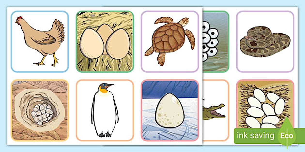 KS1 Animals and Their Eggs Matching Activity - Twinkl