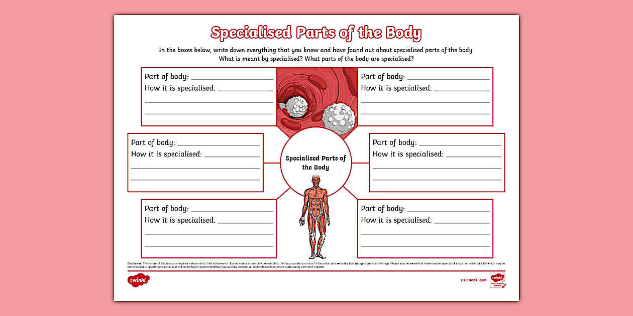 Specialised Parts of the Body Mind Map (teacher made)