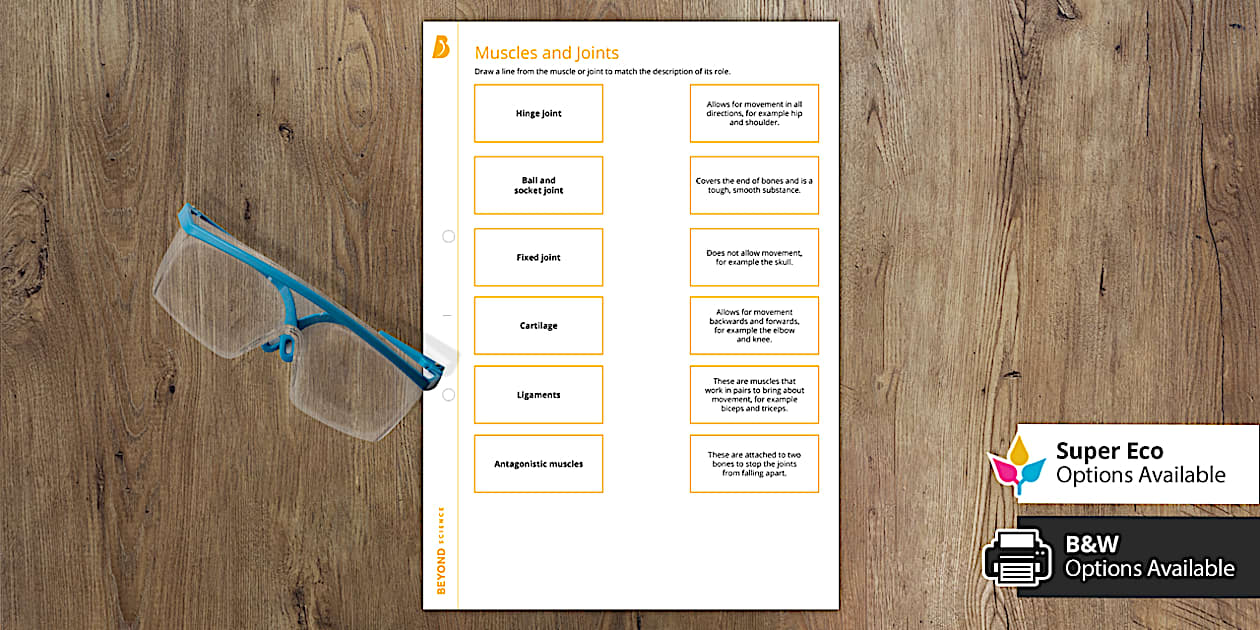 Editable Muscles and Joints Match and Draw (teacher made)