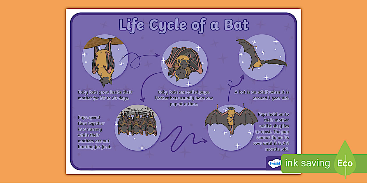 Life Cycle of a Bat Poster (teacher made) - Twinkl