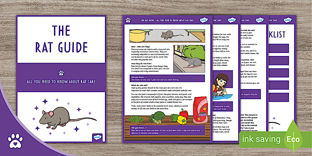The Ultimate Pet Rat Guide - Pet Care Guide - Twinkl Pets