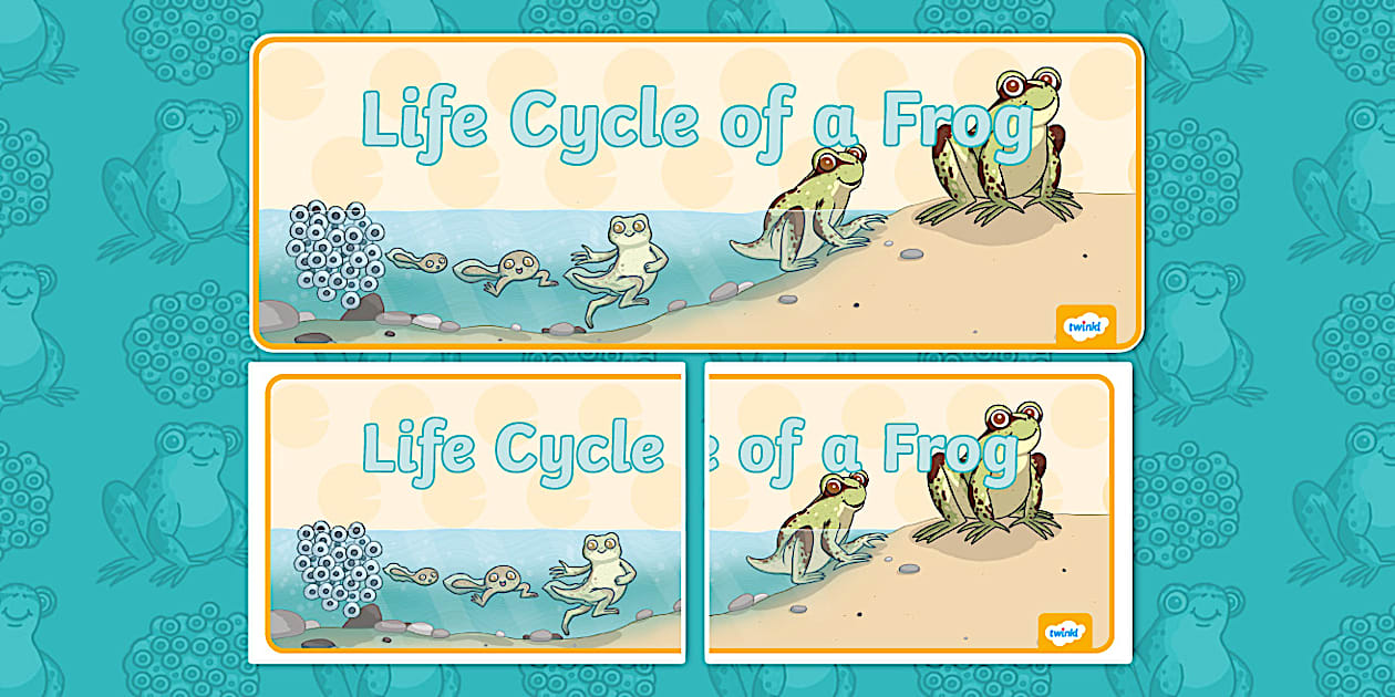 Life Cycle of a Frog Display Banner (Teacher-Made) - Twinkl