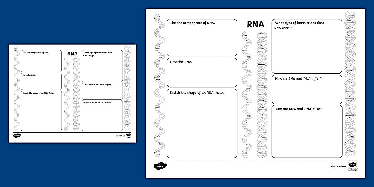RNA Mind Map Worksheet for 6th-8th Grade (teacher made)