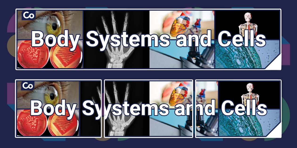 Body Systems and Cells: Display Banner (creat de profesori)