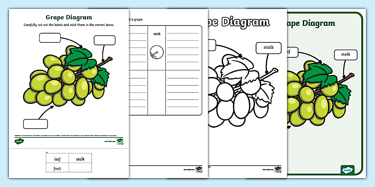 Grapes Diagram Activity Pack (teacher made) - Twinkl
