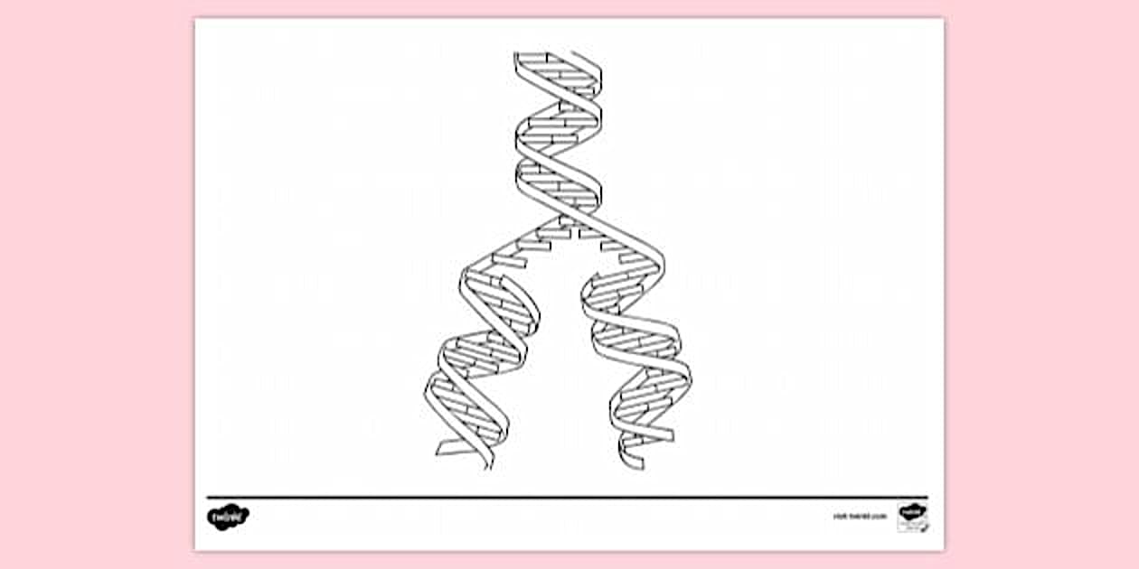 DNA Replication Colouring Sheet | Colouring Sheets - Twinkl