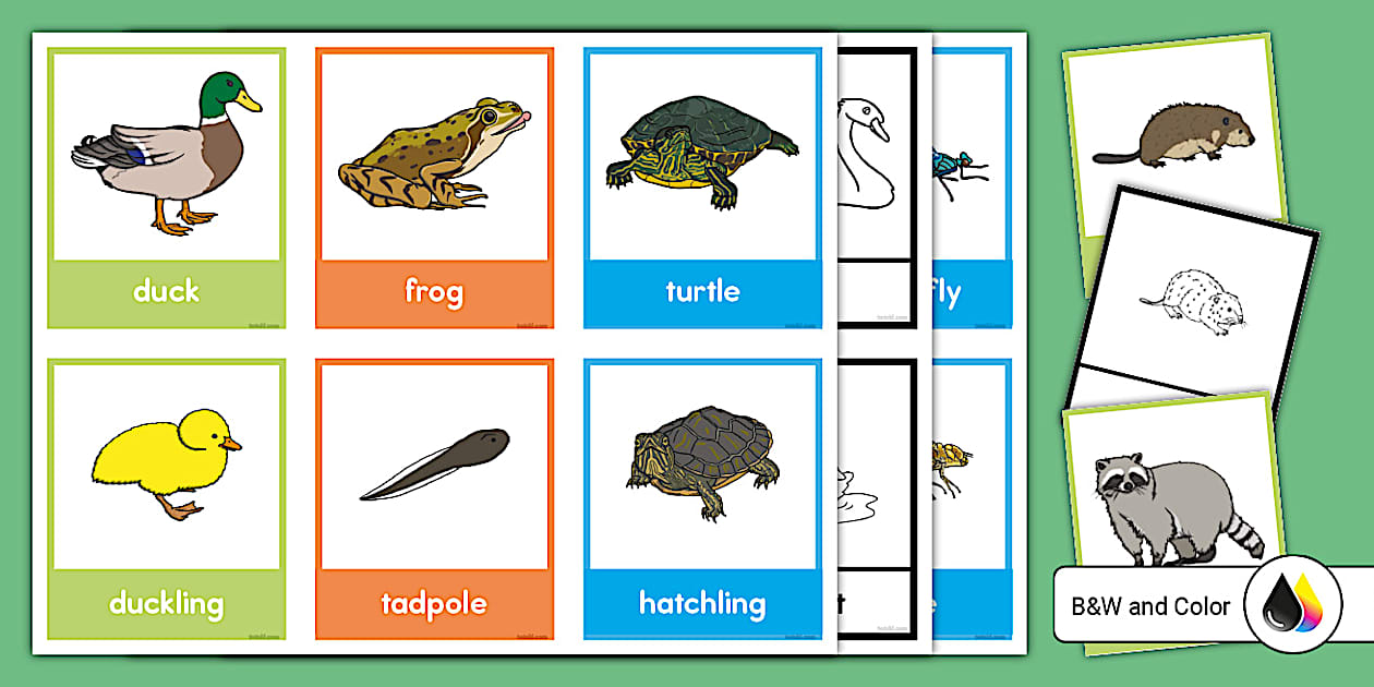 Pond Animals and Their Young Matching Cards