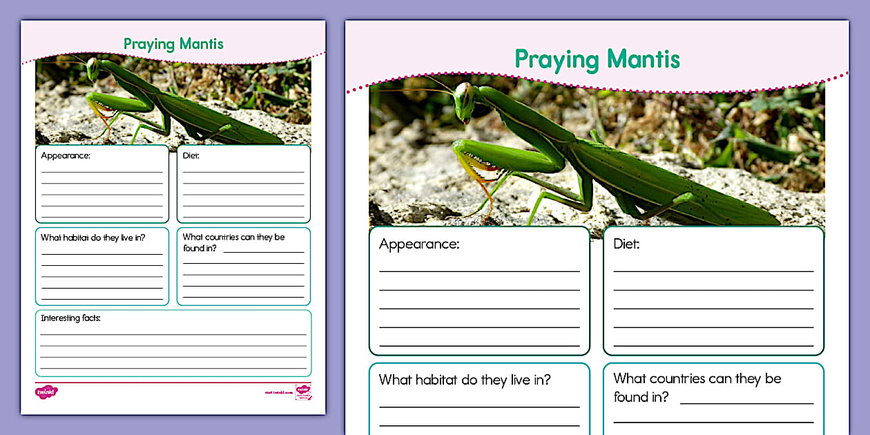 Praying Mantis Research Worksheet for K-2nd Grade - Twinkl