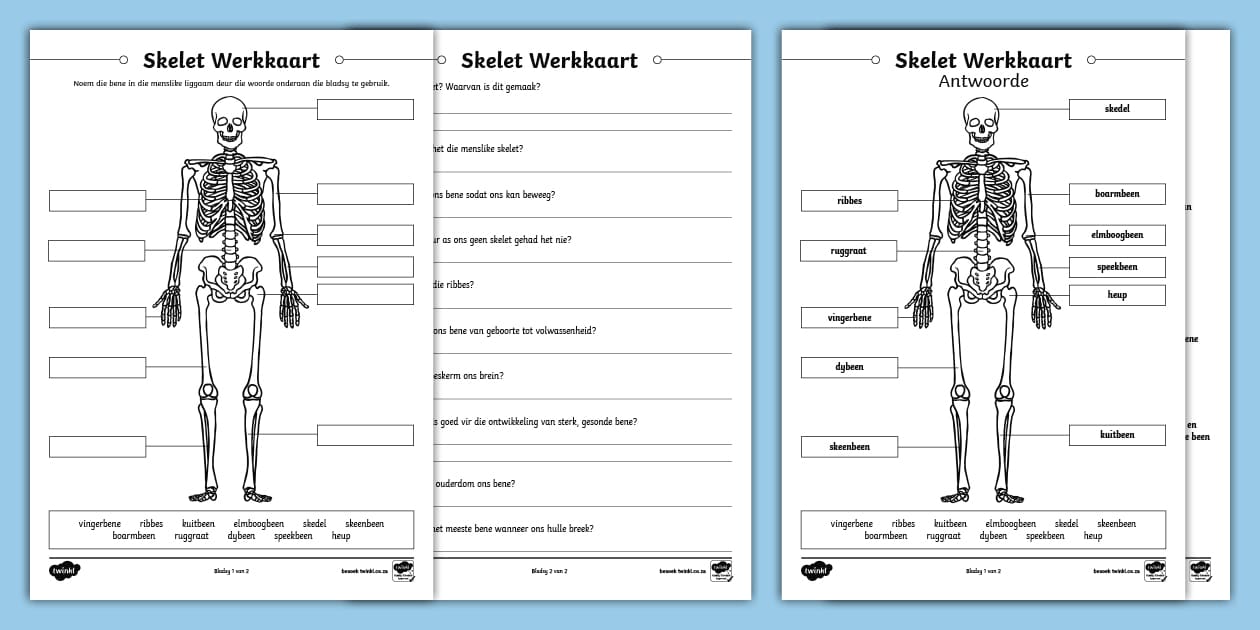 Die Menslike Skelet Werkkaart (l'enseignant a fait) - Twinkl
