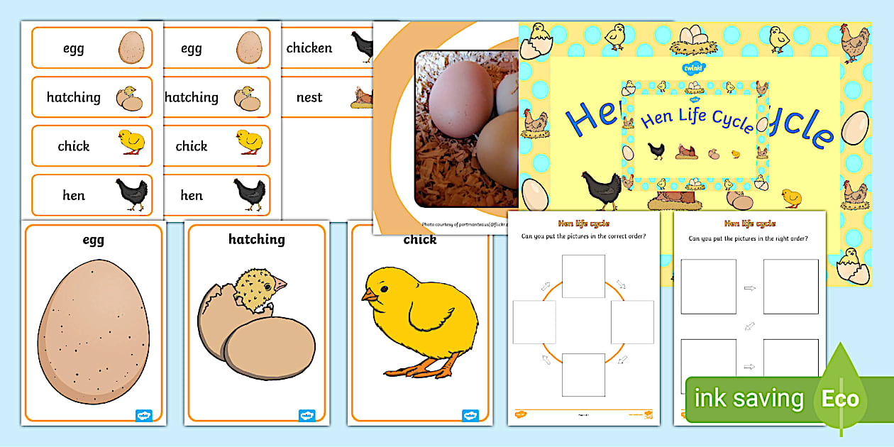 Black and White Hen Life Cycle Resource Pack (teacher made)