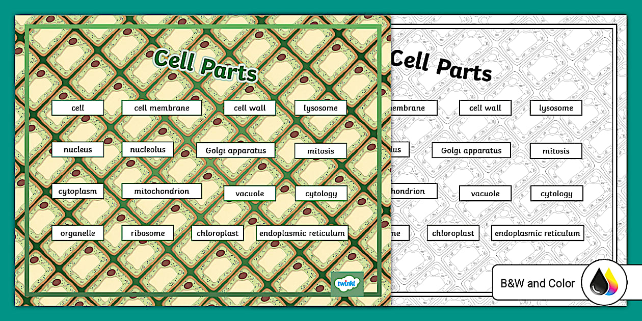 Cell Parts Vocabulary Mat for 6th-8th Grade (teacher made)