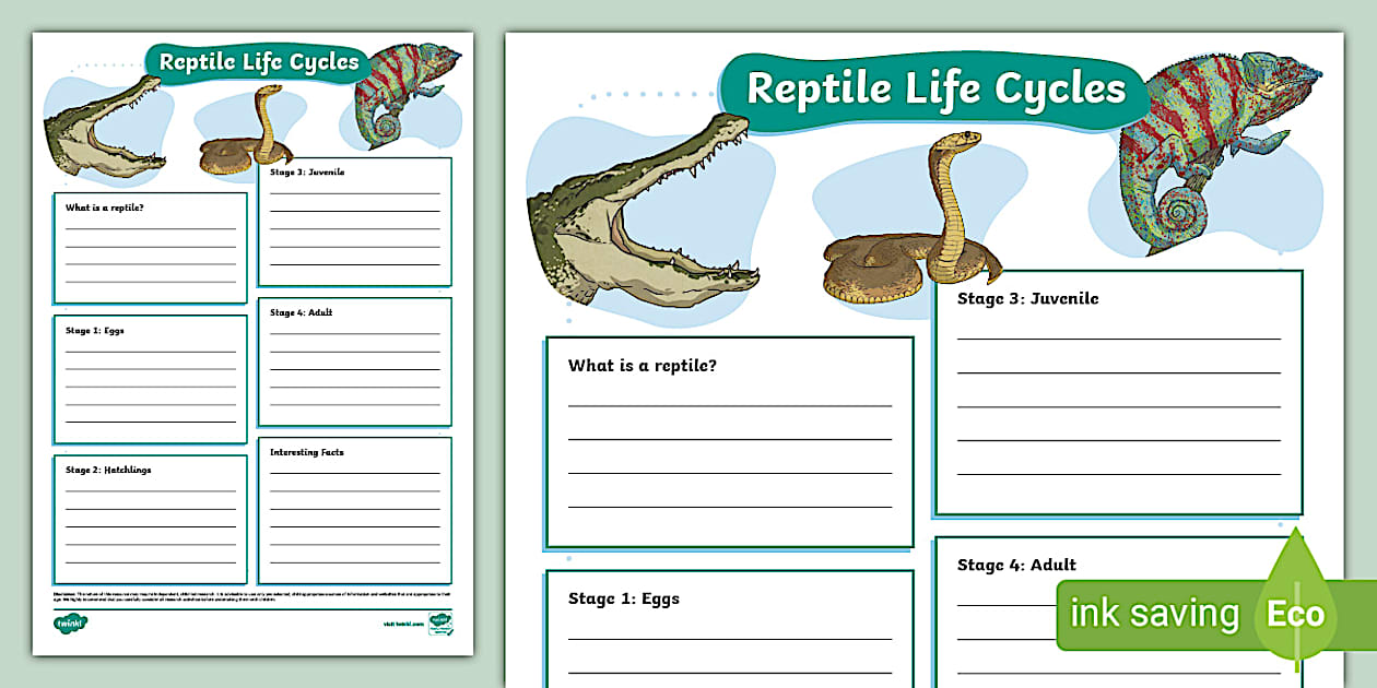 Reptile Life Cycles Fact File Template (teacher made)