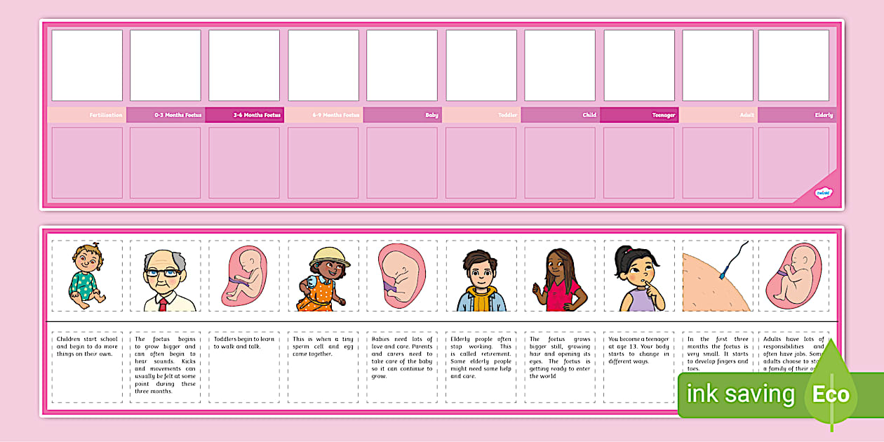 RSHP How Human Life Begins Timeline Activity Sheet - Twinkl