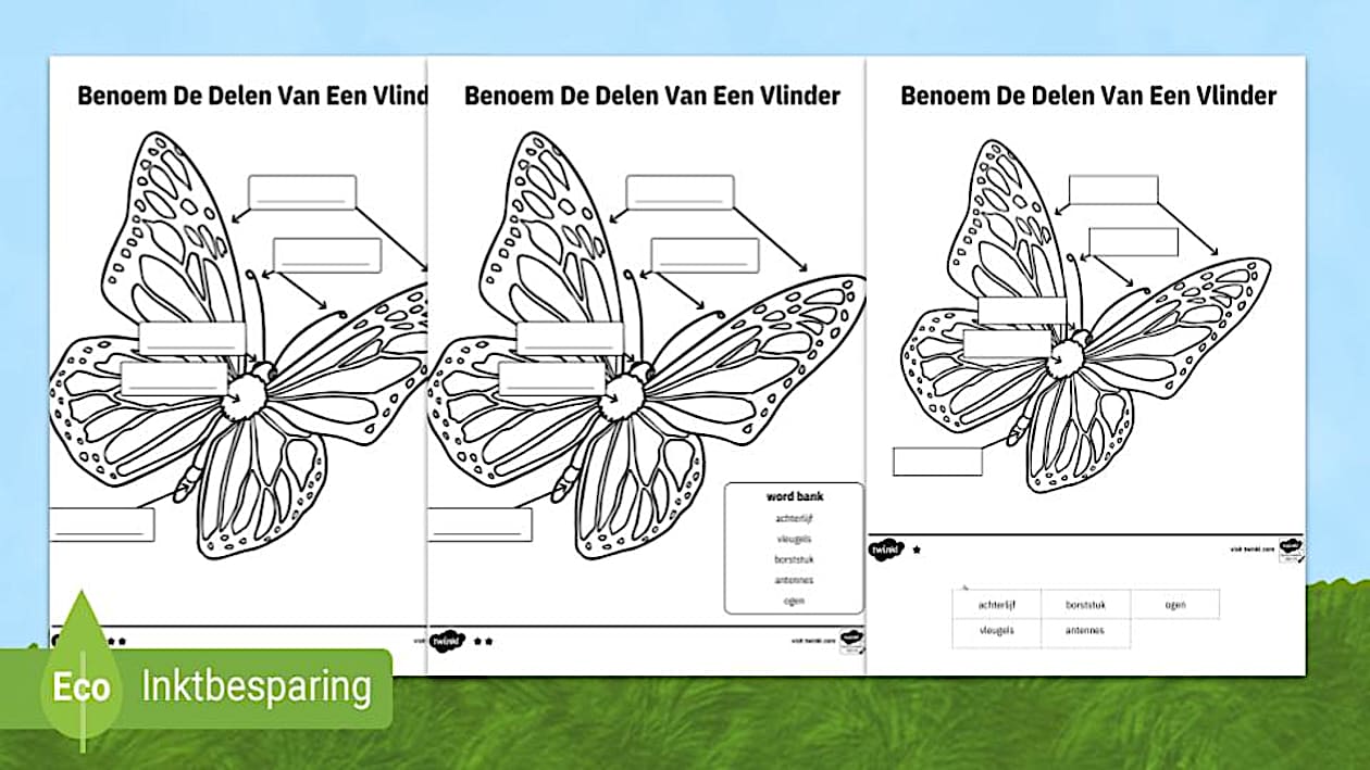 Benoem De Delen Van Een Vlinder (teacher made) - Twinkl