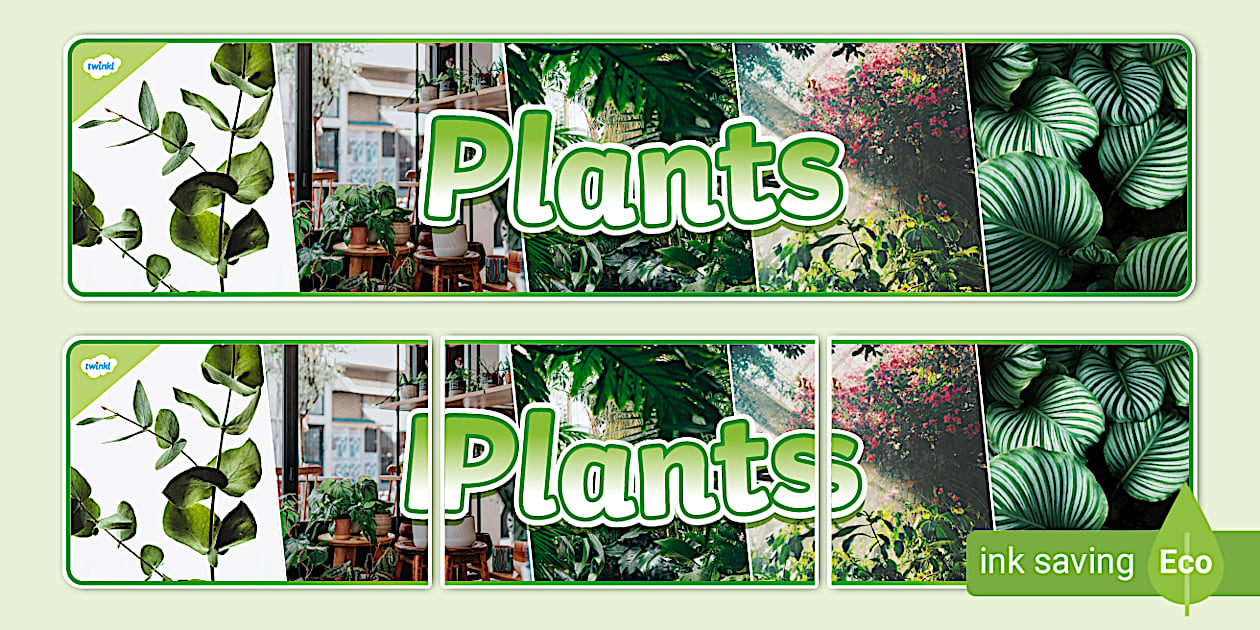 Plants Photo Display Banner (Teacher-Made) - Twinkl