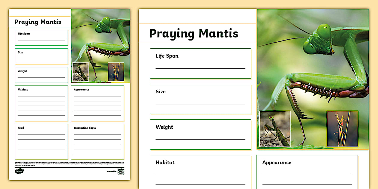 Praying Mantis Fact File Template (Teacher-Made) - Twinkl