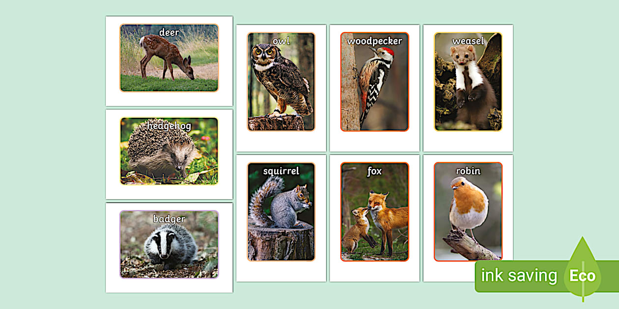 Woodland Animals Photo Pack (teacher made) - Twinkl