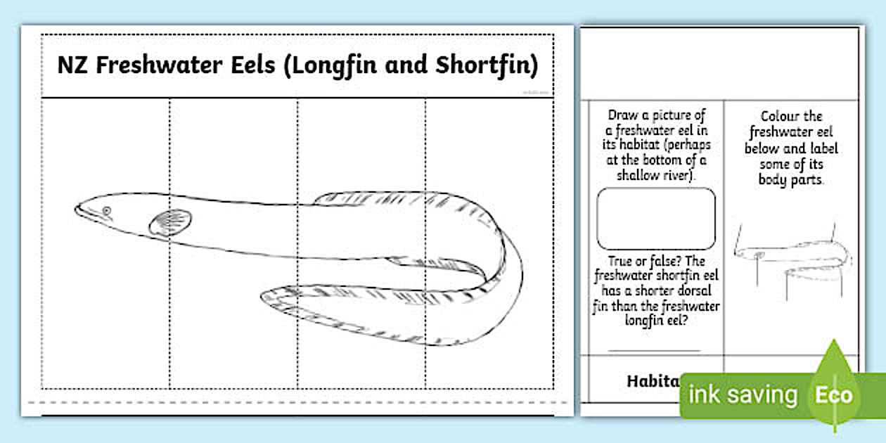 Longfin and Shortfin Freshwater Eel Fact File Flap Book