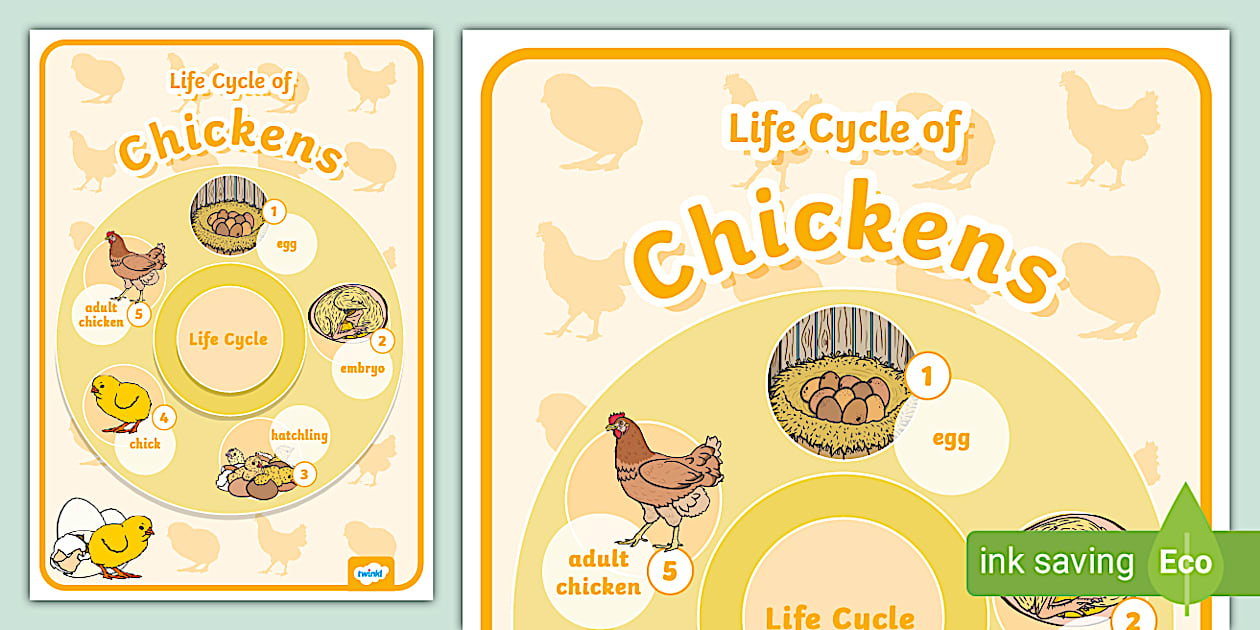 Chicken Life Cycle Word Mat (teacher made) - Twinkl