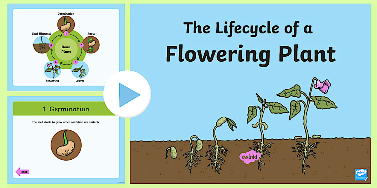 The Life Cycle of a Flowering Plant PowerPoint - Twinkl