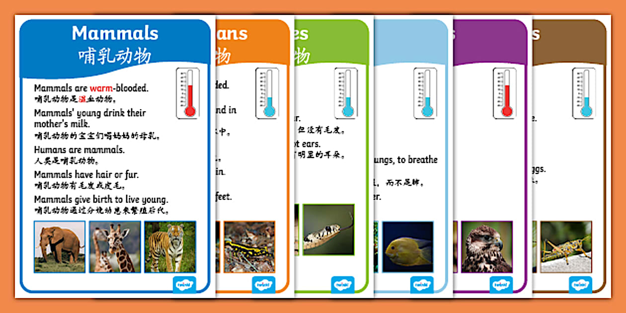 Animal Groups Display Poster Photos English/Mandarin Chinese