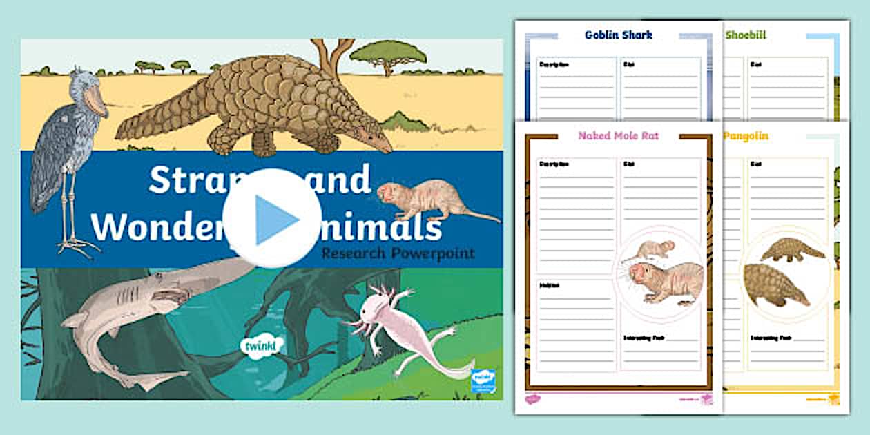 Wonderful and Strange Animals Pack - Primary Resource