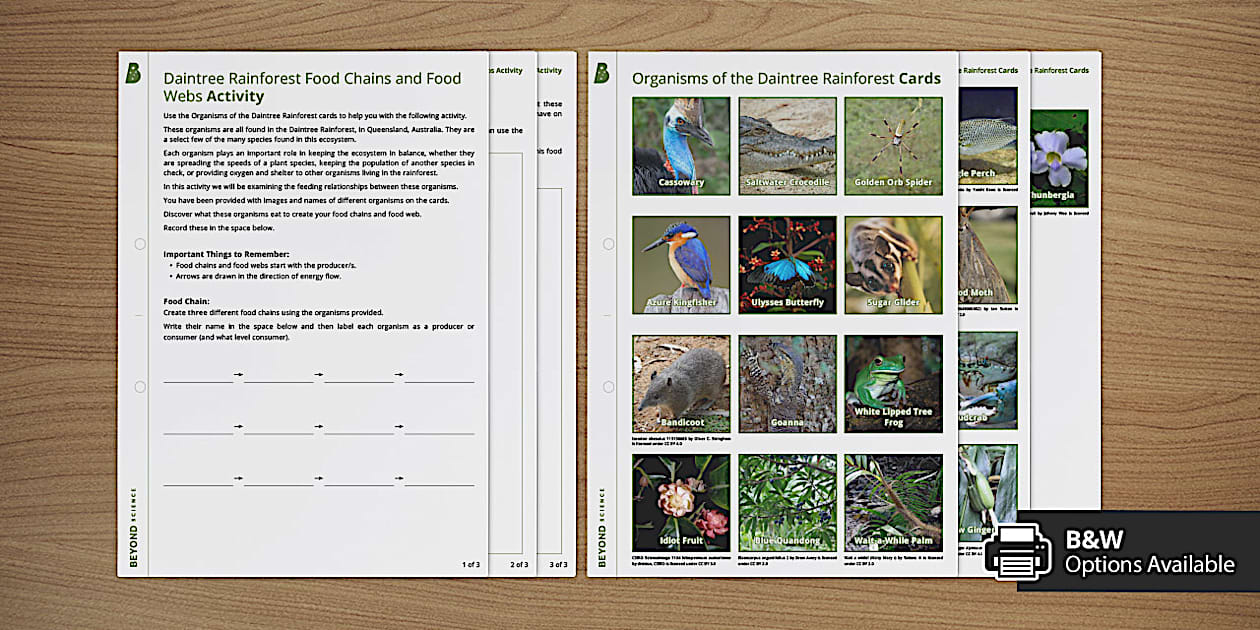 Daintree Rainforest Food Chains and Food Webs Activity