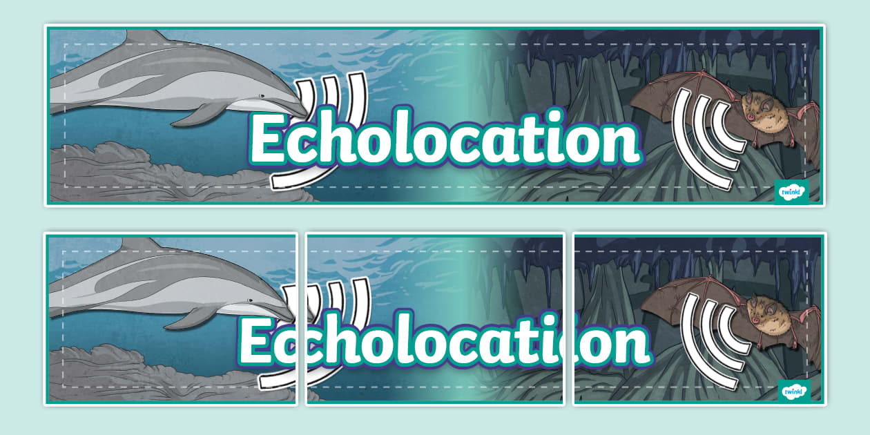 Echolocation Display Banner - Twinkl Science - Twinkl