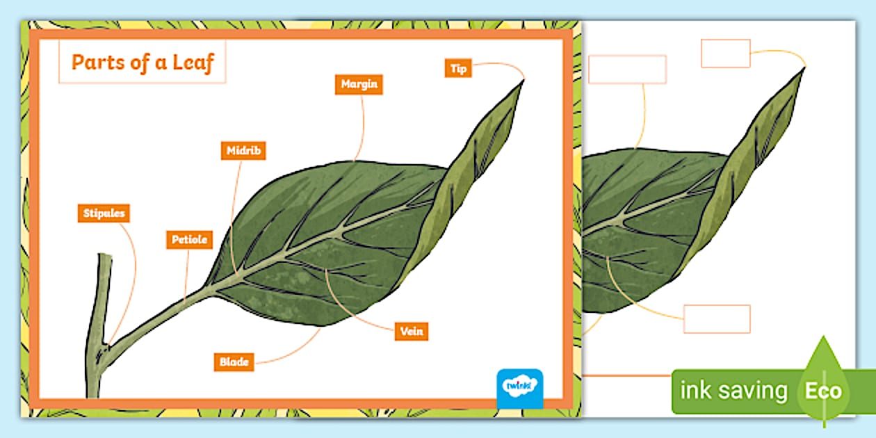 Parts of a Leaf Labelling Activity (teacher made) - Twinkl