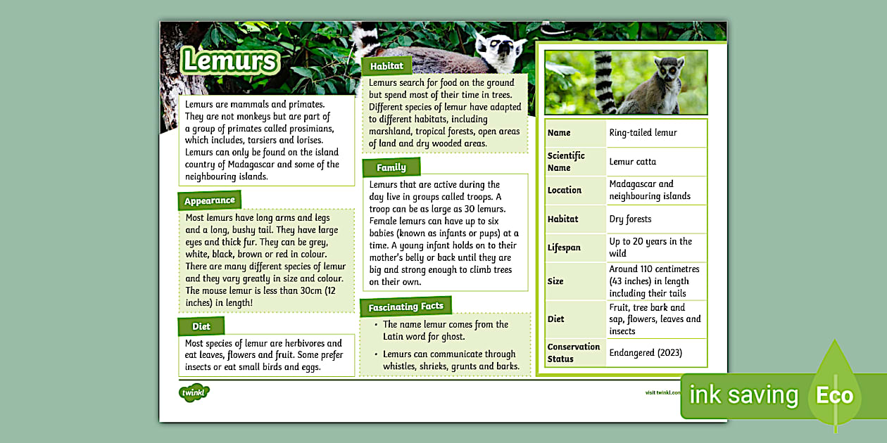 Lemurs Fact File - Twinkl - KS2 (teacher made) - Twinkl