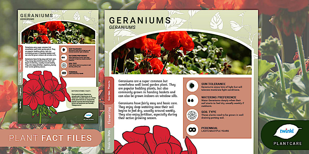 Garden Plant Fact File: Geraniums, Plantcare, Plants, Garden