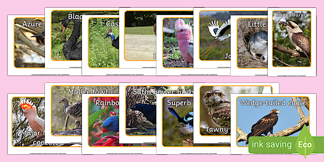 Australian Bird Pictures | Classroom Display Resources