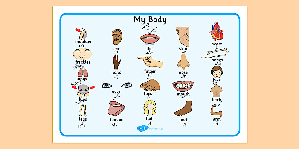 My Body Word Mat Urdu Translation (teacher made) - Twinkl