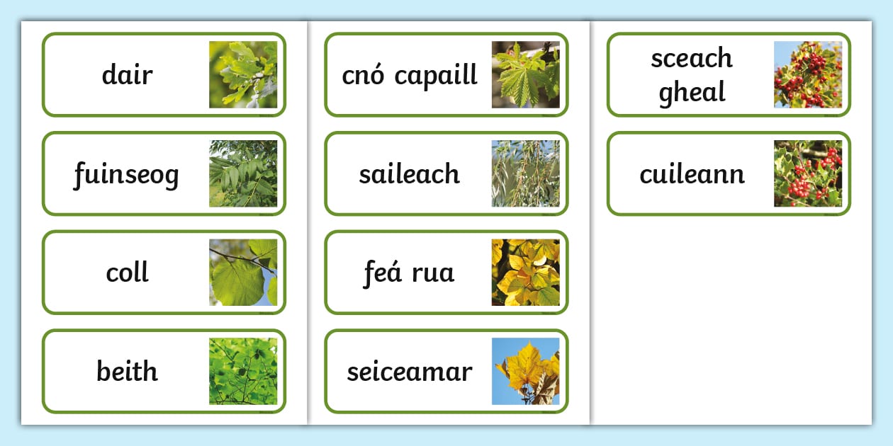 Irish Trees (crann) Gaeilge Word Cards - ROI- National Tree Week 5th