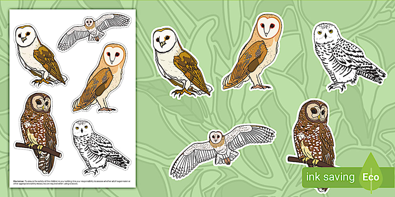 Owl Clip Art Cut-Outs (teacher made) - Twinkl