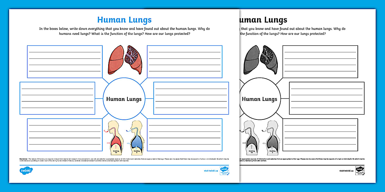 Human Lungs Mind Map - Twinkl Science (teacher made)