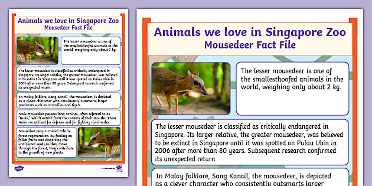 Animals we love in Singapore Zoo — Mousedeer Fact File