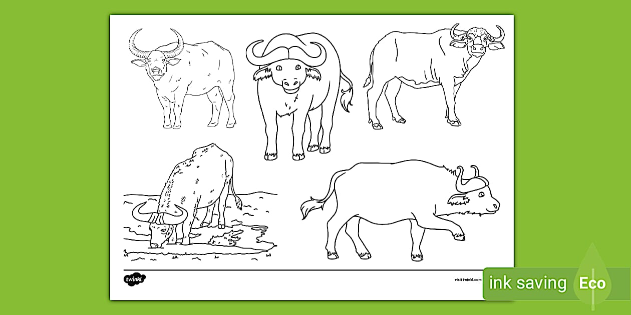 Buffalo Colouring Page (teacher made) - Twinkl
