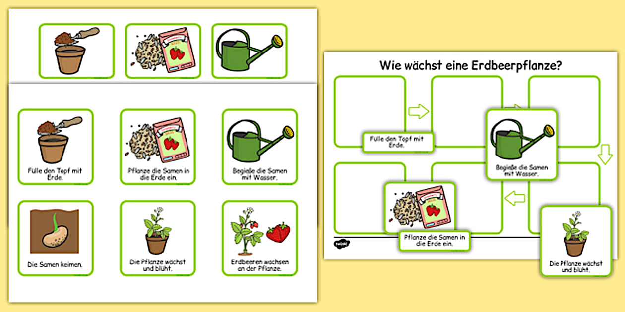 Plant Growth Sequencing Activity German (teacher made)