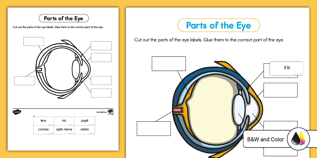 Parts of the Eye Cut and Paste Worksheet for K-2nd Grade