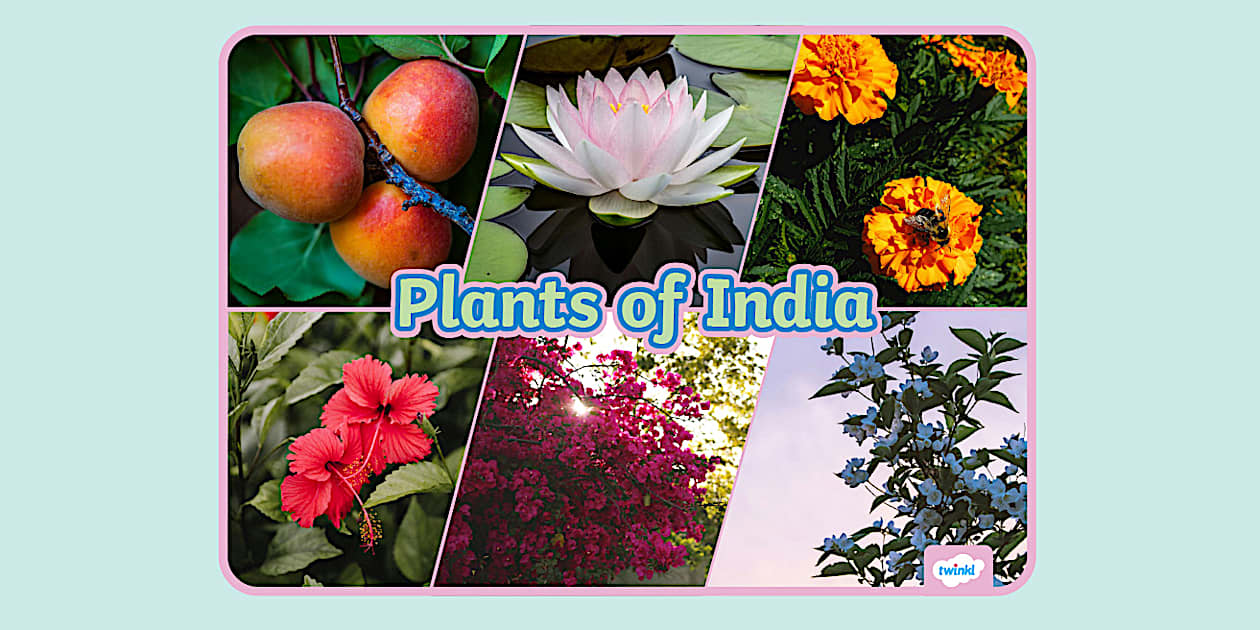 Plants of India Photo Display Poster (professor feito)