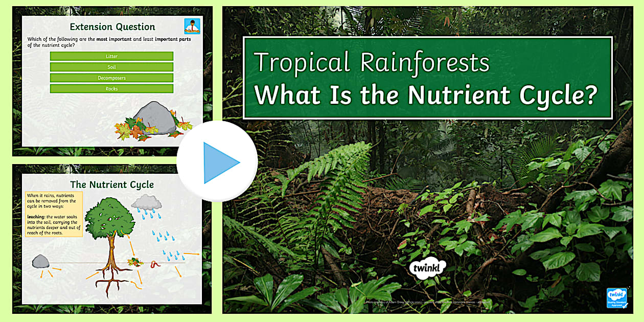 Nutrient Cycle for A Tropical Rainforest PowerPoint | Beyond