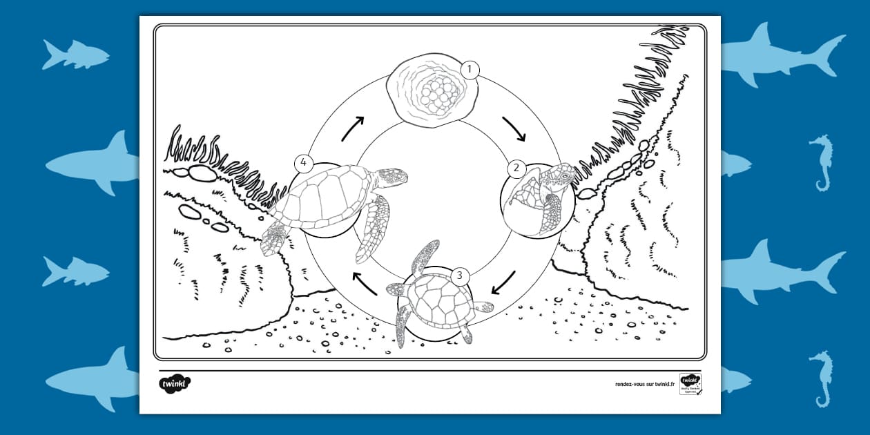 Coloriage : Le cycle de vie d'une tortue (Lehrer gemacht)