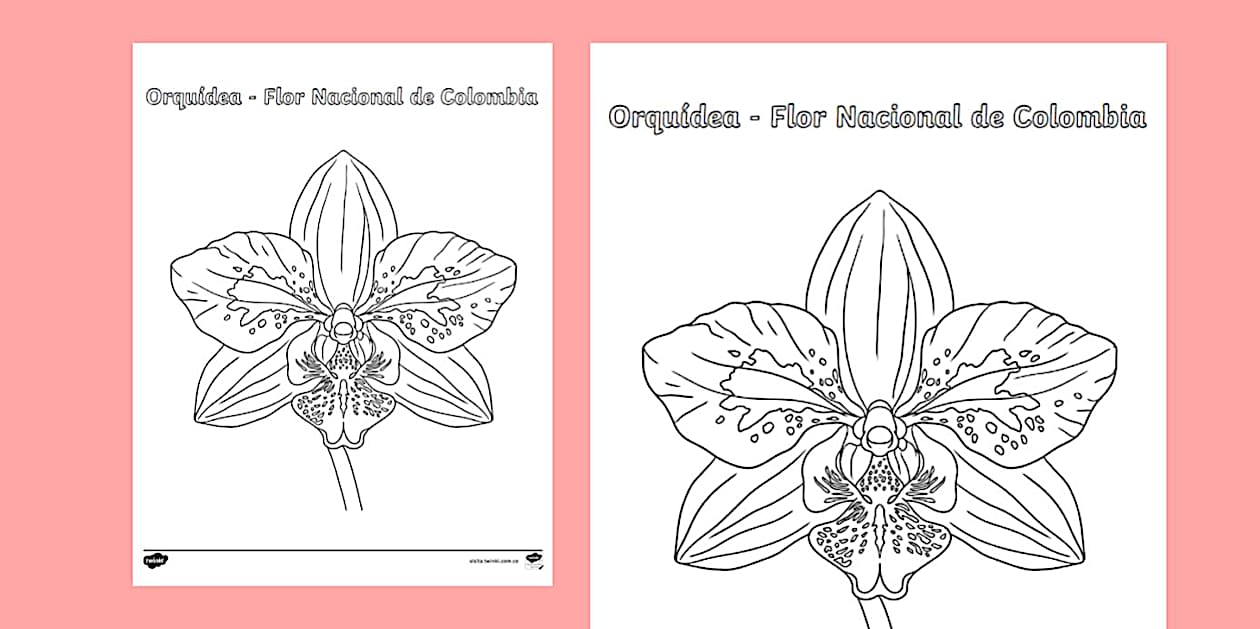 Dibujo de orquídea para colorear - Twinkl Colombia - Twinkl